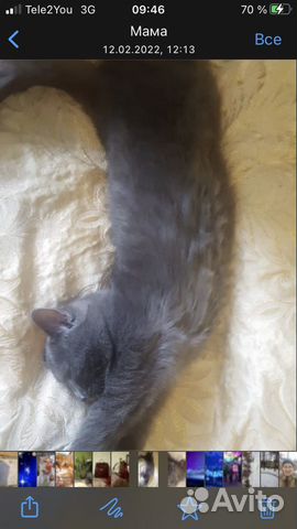 Кот мышкловка