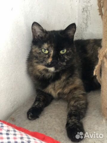 Красавица Буся ищет дом