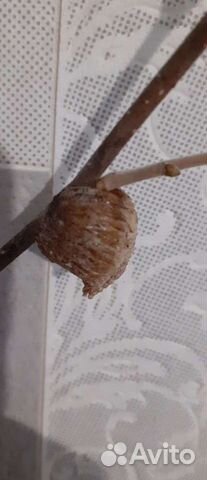 Оотека, кокон богомола