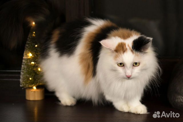 Шикарная кошка Монро ищет хозяина