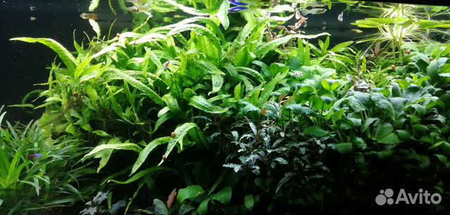 Растения для аквариума (прополка)