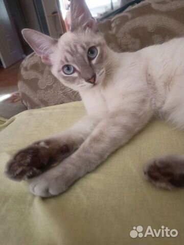 Тайская Кошечка