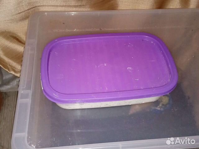 Улитки ахатины