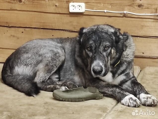 Кавказский волкодав