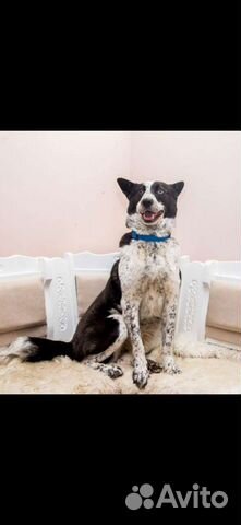 Мальвина собака спасённая из Якутска