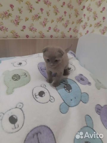 Шотландские вислоухие котята