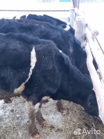 Бычки на откорм