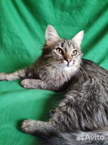 Котёнок мальчик