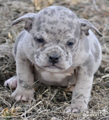 Американский булли