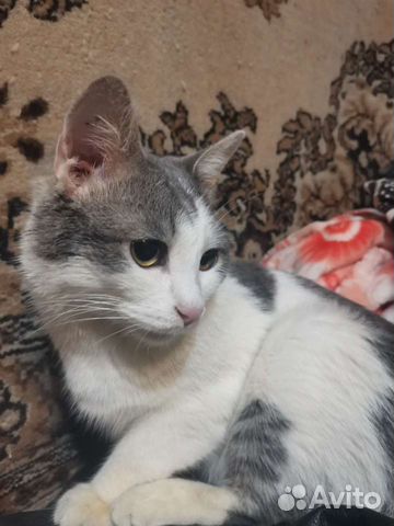 Очень ласковый кот