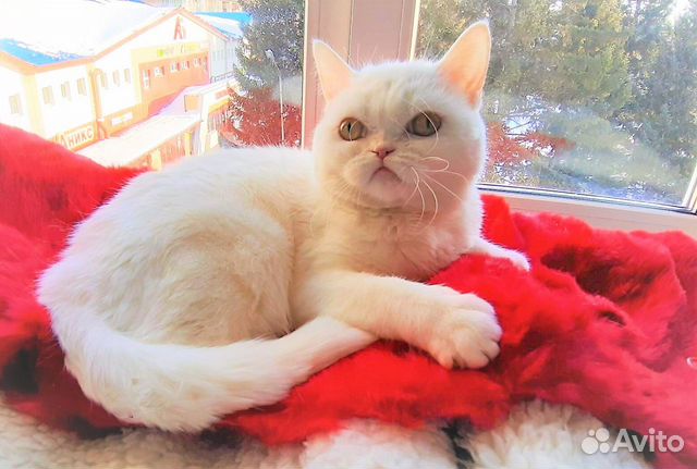 Ласковая красотка