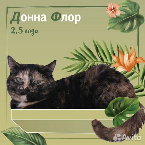 Кошка черепахового окраса, 2,5 года