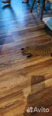 Мангуст полосатый