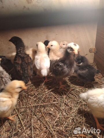 Цыпленок несушек