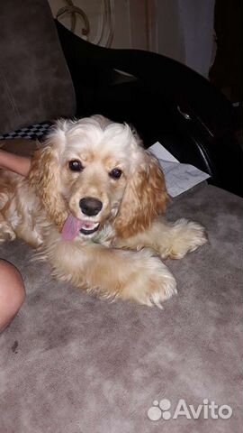 Ищем жениха