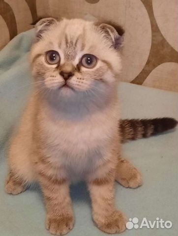 Шотландские колорные котята с голубыми глазами