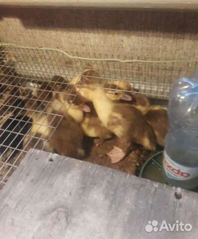 Мускусные утята индоутки