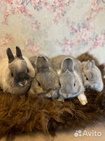 Племенная группа нидерландских кроликов