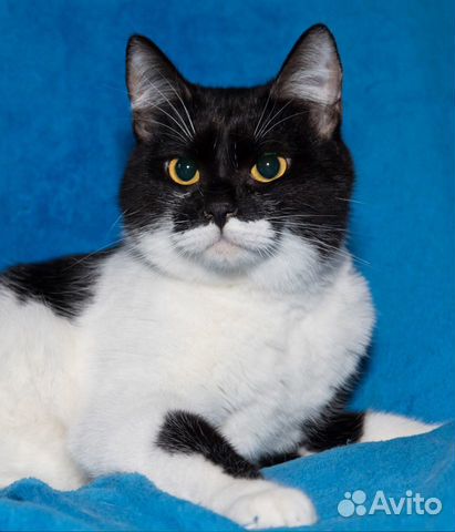 Кошка в добрые руки