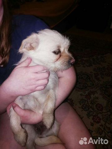 Руский той терьер длинно шорсная