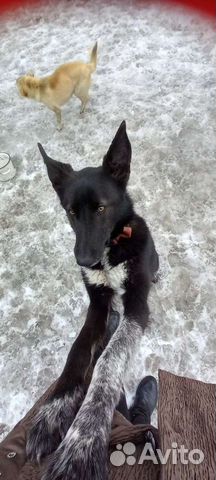 Щенок помесный