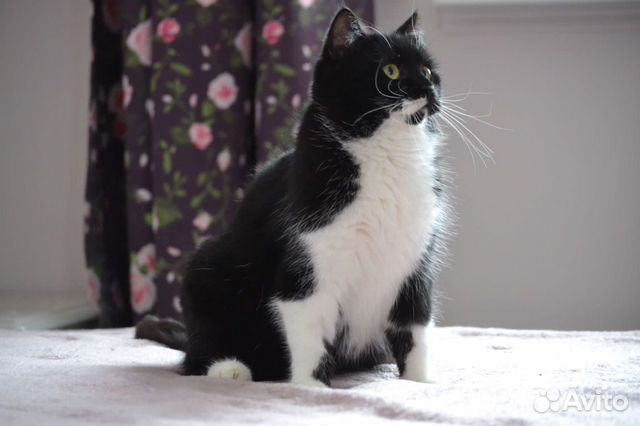 Черная кошка в добрые руки