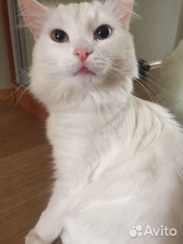 Отдам в добрые руки кошечку