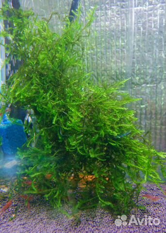 Мох большая прополка