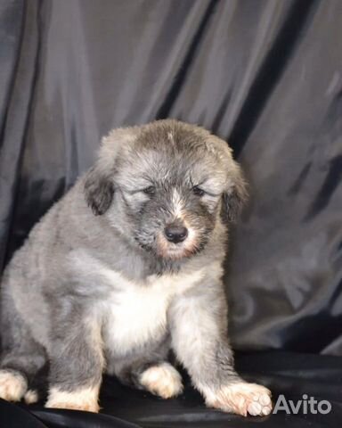 Южнорусская овчарка