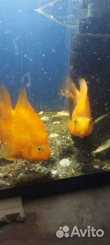 Аквариум с рыбками