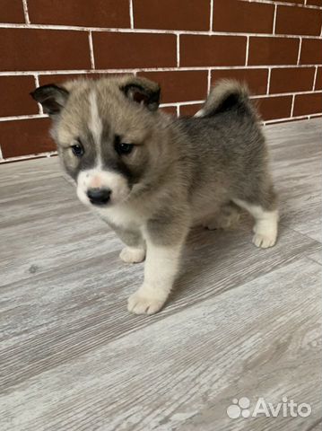 Продаётся щенок Западно-Сибирской лайки