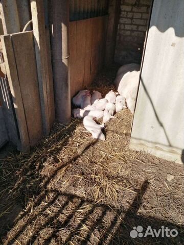 Продам поросят 1 м цена 3 тыс