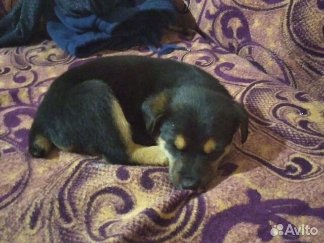 Ягдтерьер в смеси с дворнягой