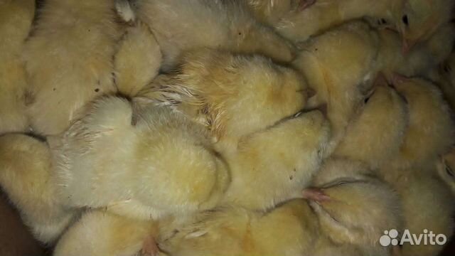 Цыплята бройлеры неделю им