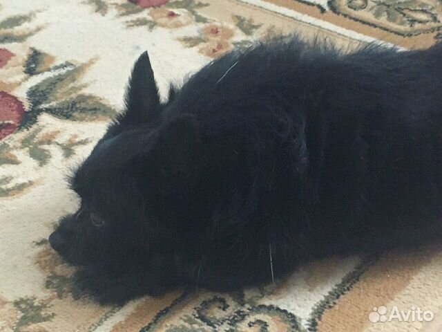 Малый немецкий шпиц