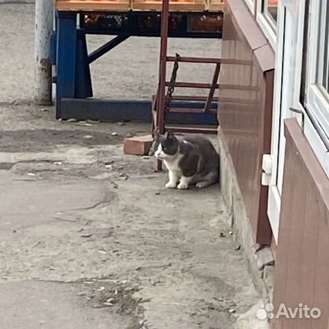 Котик потеряшка