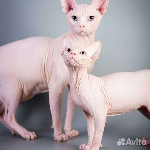 Канадский сфинкс, эльф, бамбино