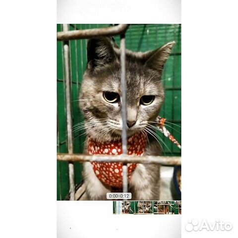 Кошка ласкуша 1 год стерилизована