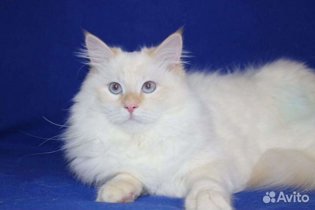 Сибирская кошка питомник