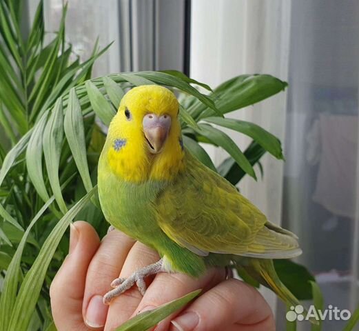 Ручная самка птенец волнистого попугая