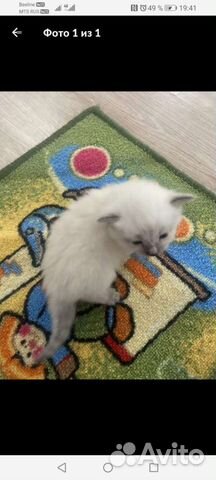 Кошки