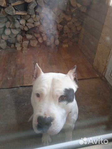 Вязка стафа