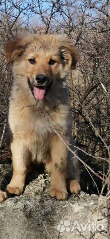 Щенок в добрые руки бесплатно