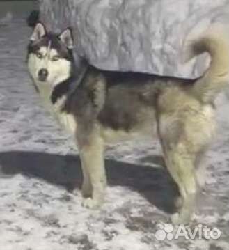 Сибирский хаски. Ищем хозяев