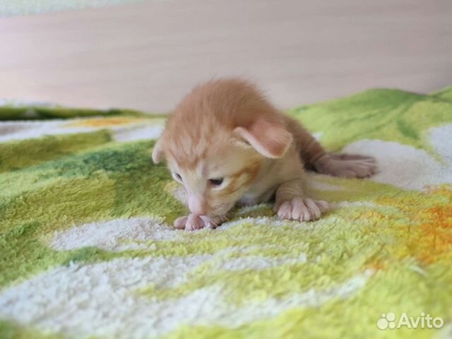 Ориентальчики