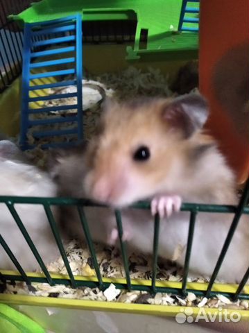 Сирийские хомяки 8 штук 3 девочки 5 мальчиков