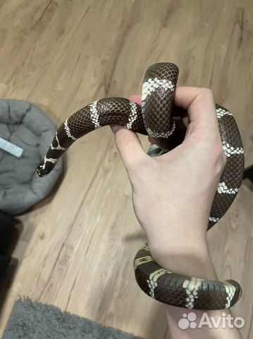 Уж калифорнийский