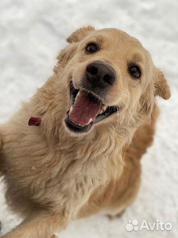 Песик ищет дом