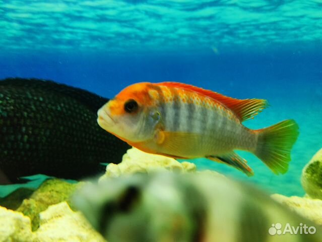 Малавийские цихлиды