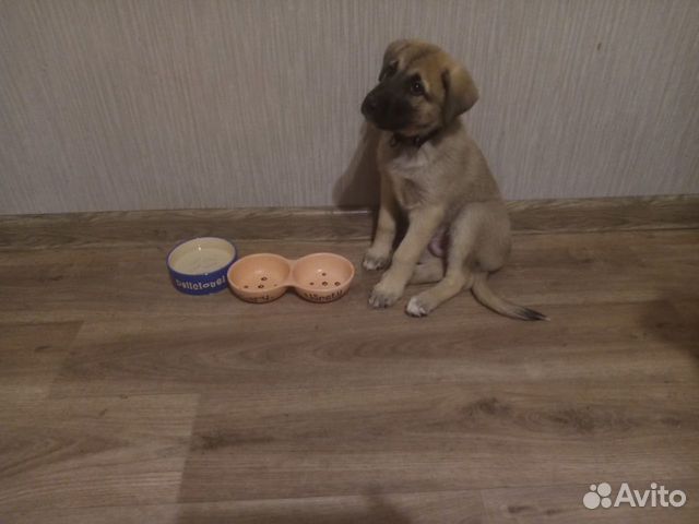 Щенок в добрые руки